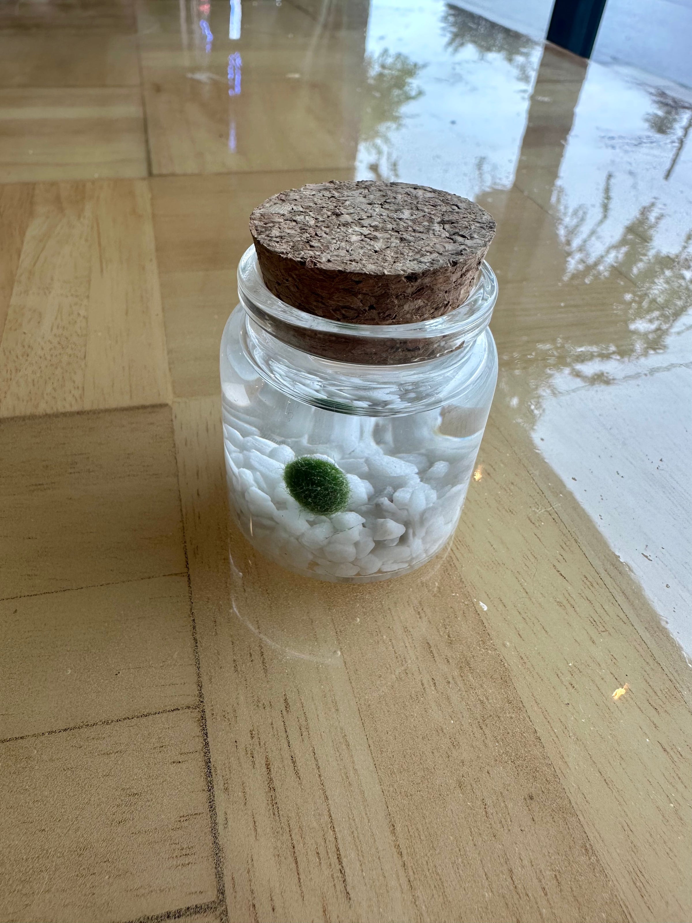 Marimo Pet