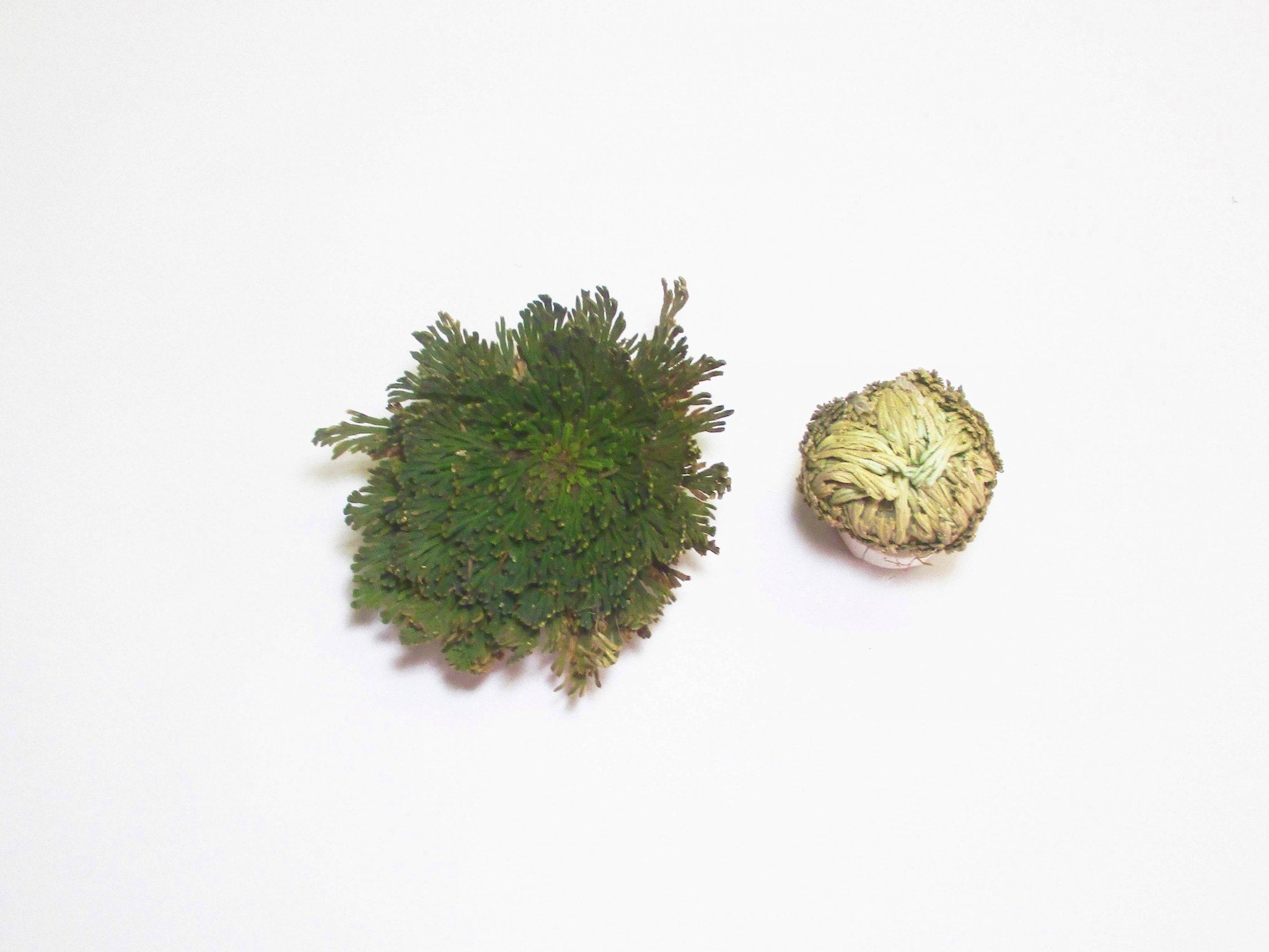 Air Plant - Rose of Jericho / Resurrection Plant | Citrine Bloom